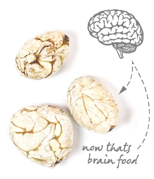 What is Macambo? – Imlak'esh Organics