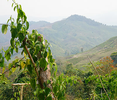 Sacha Inchi: The Water-Wise Choice – Imlak'esh Organics