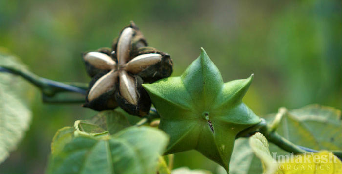 Top 10 Benefits of Sacha Inchi Nuts – Imlak'esh Organics